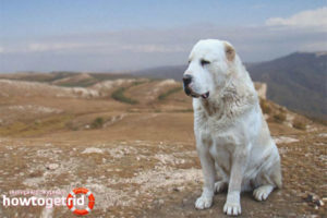 Alabai (chien de berger d'Asie centrale) - description de la race et du ...